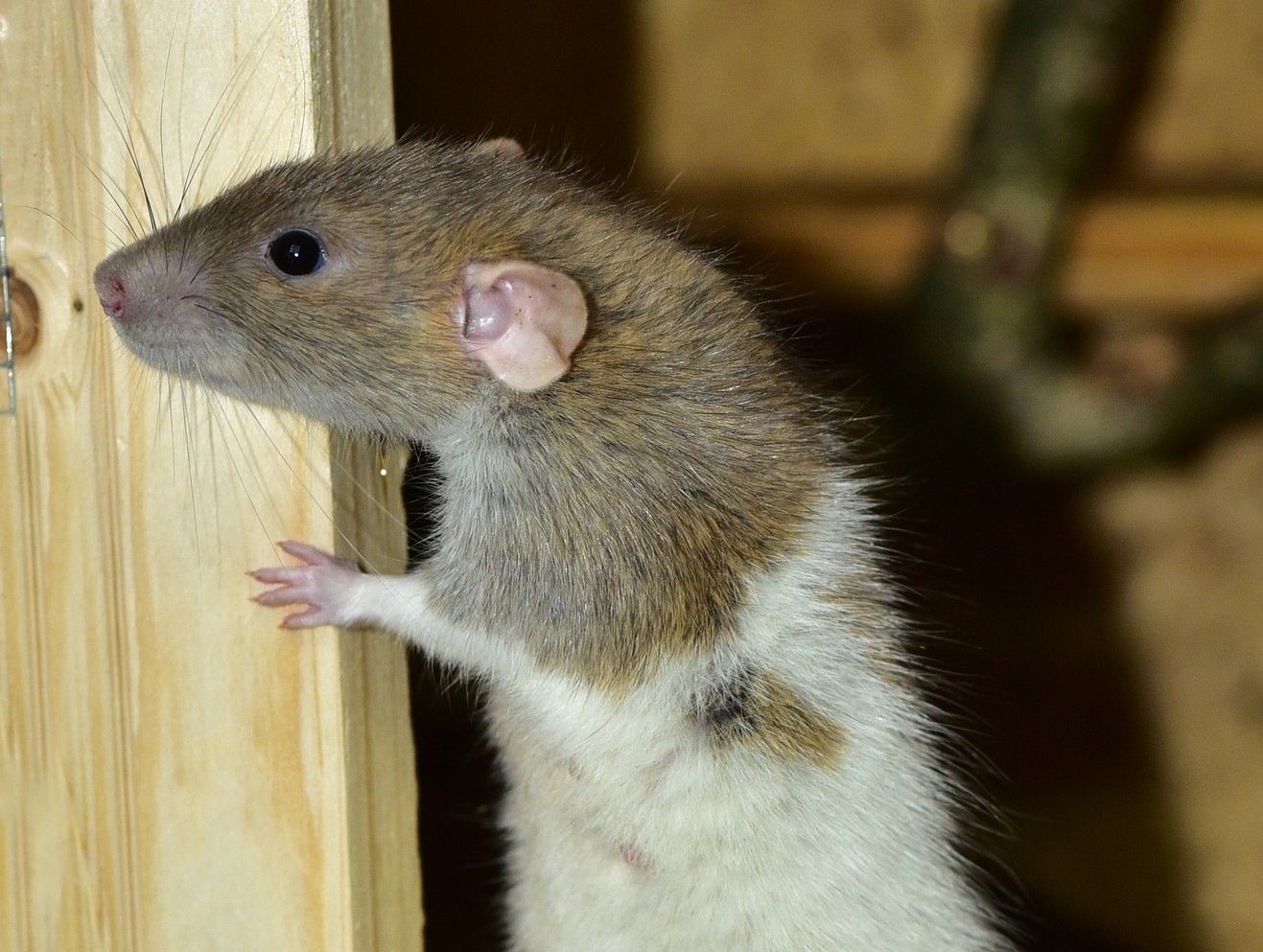 Types of Rodents in Fort Myers, FL I Tony's Pest Control